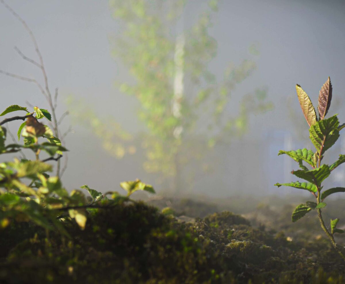 Substrate | Hooymans Compost